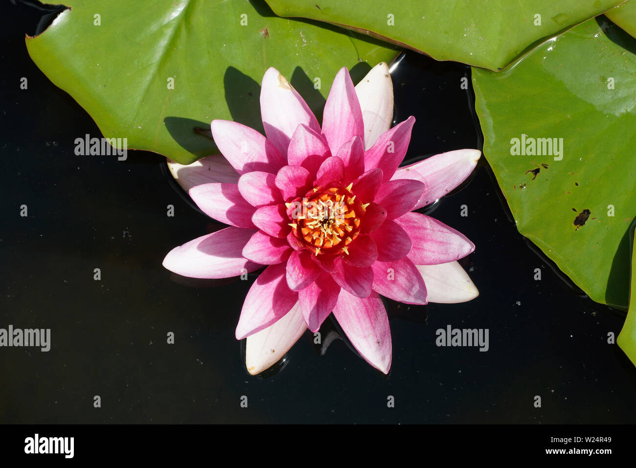 Seerosen hi-res stock photography and images - Alamy