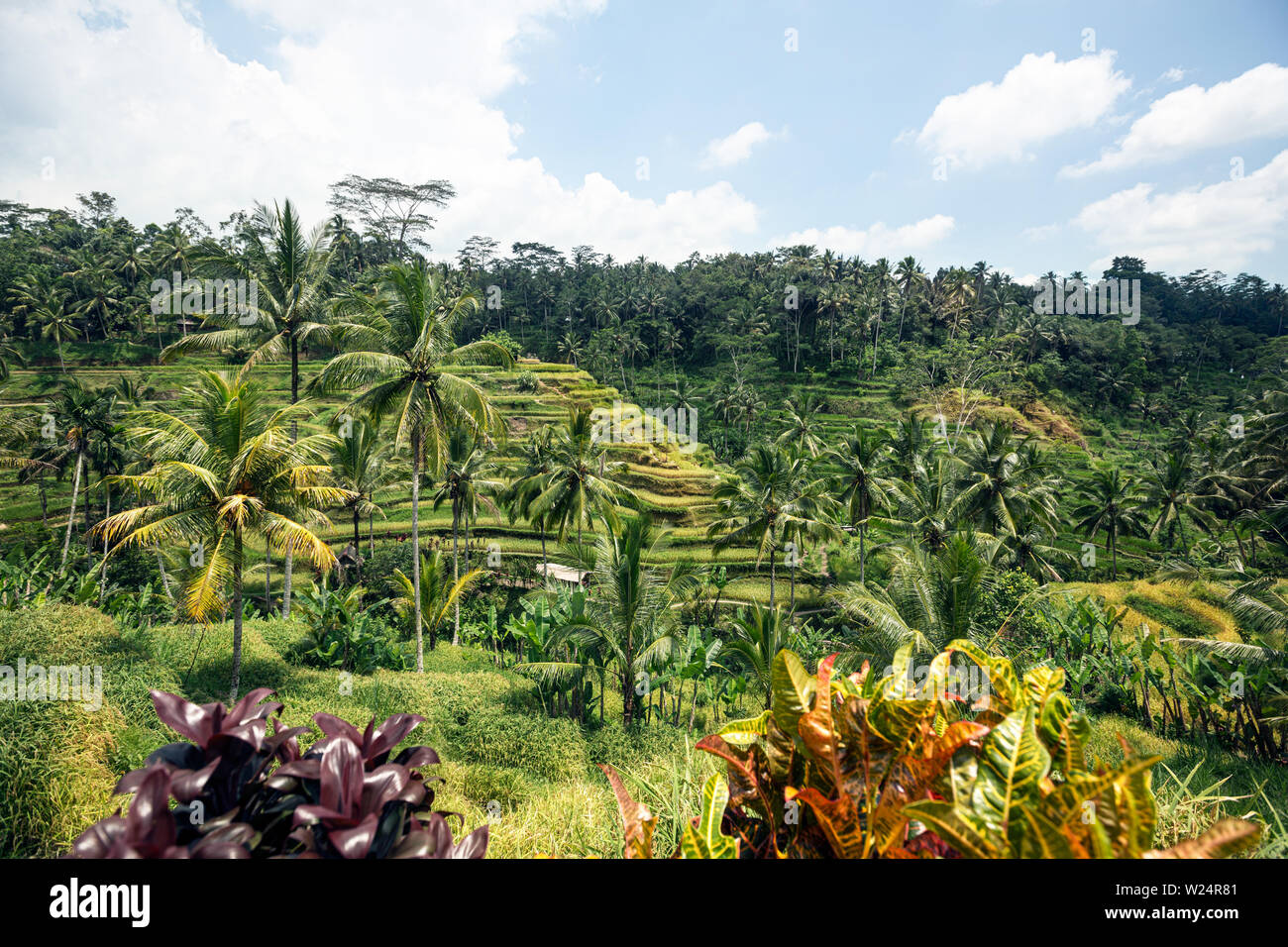 Rice Fields, Bali, Indonesia Stock Photo - Alamy