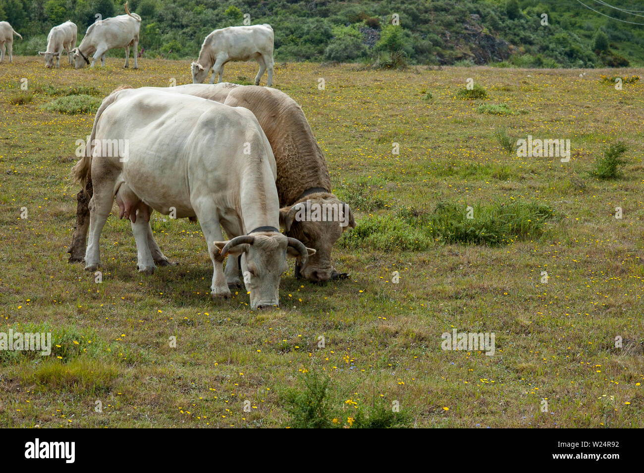 Two cows eating Stock Photo - Alamy