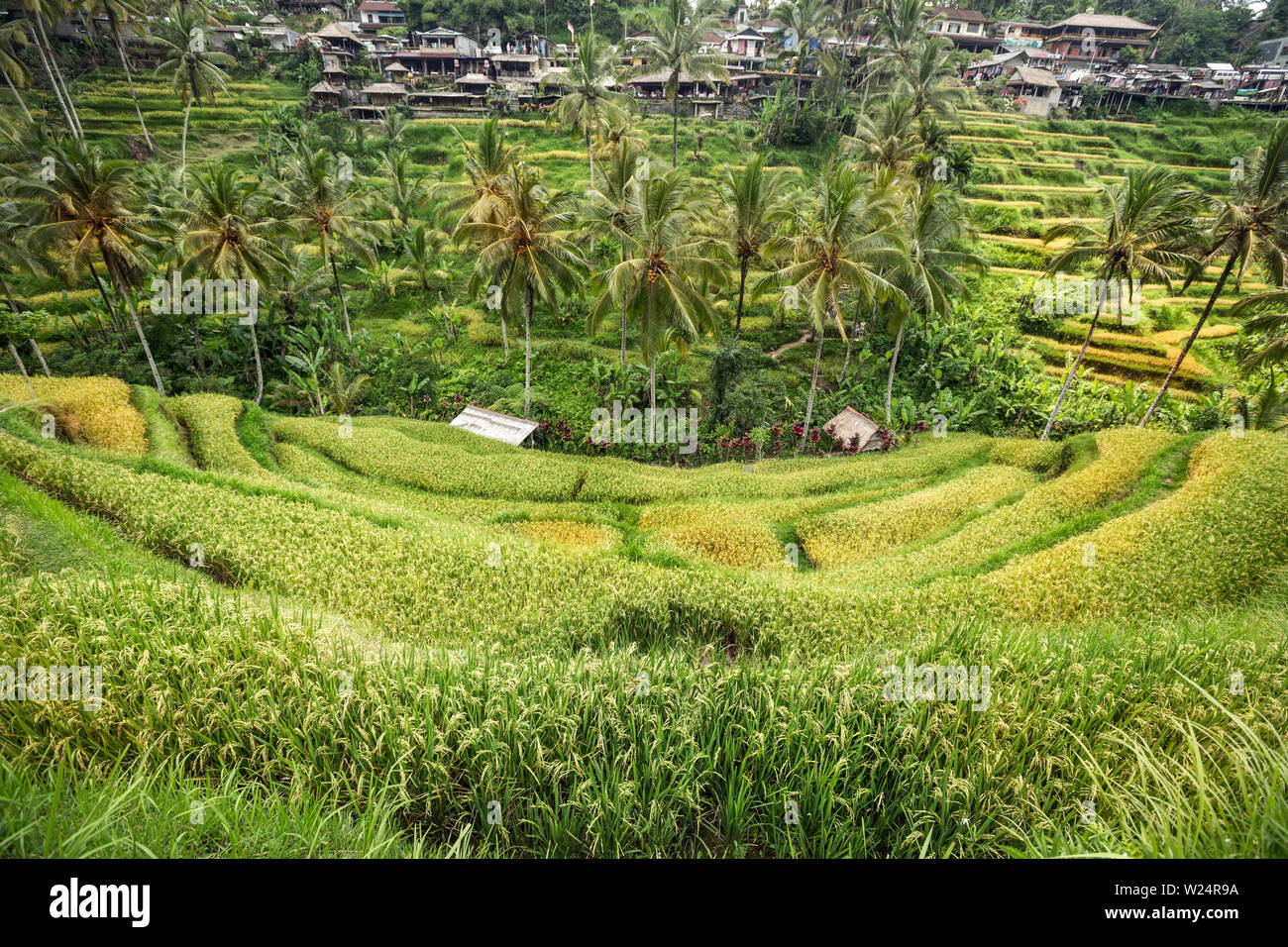 Ripe rice fields in Indonesia Stock Photo - Alamy