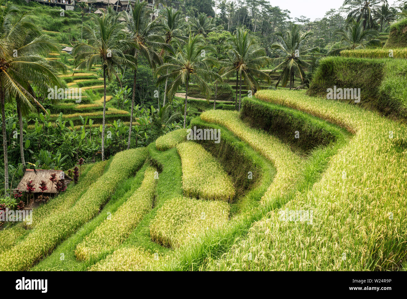 Rice paddy fields in the Bali hills Stock Photo - Alamy
