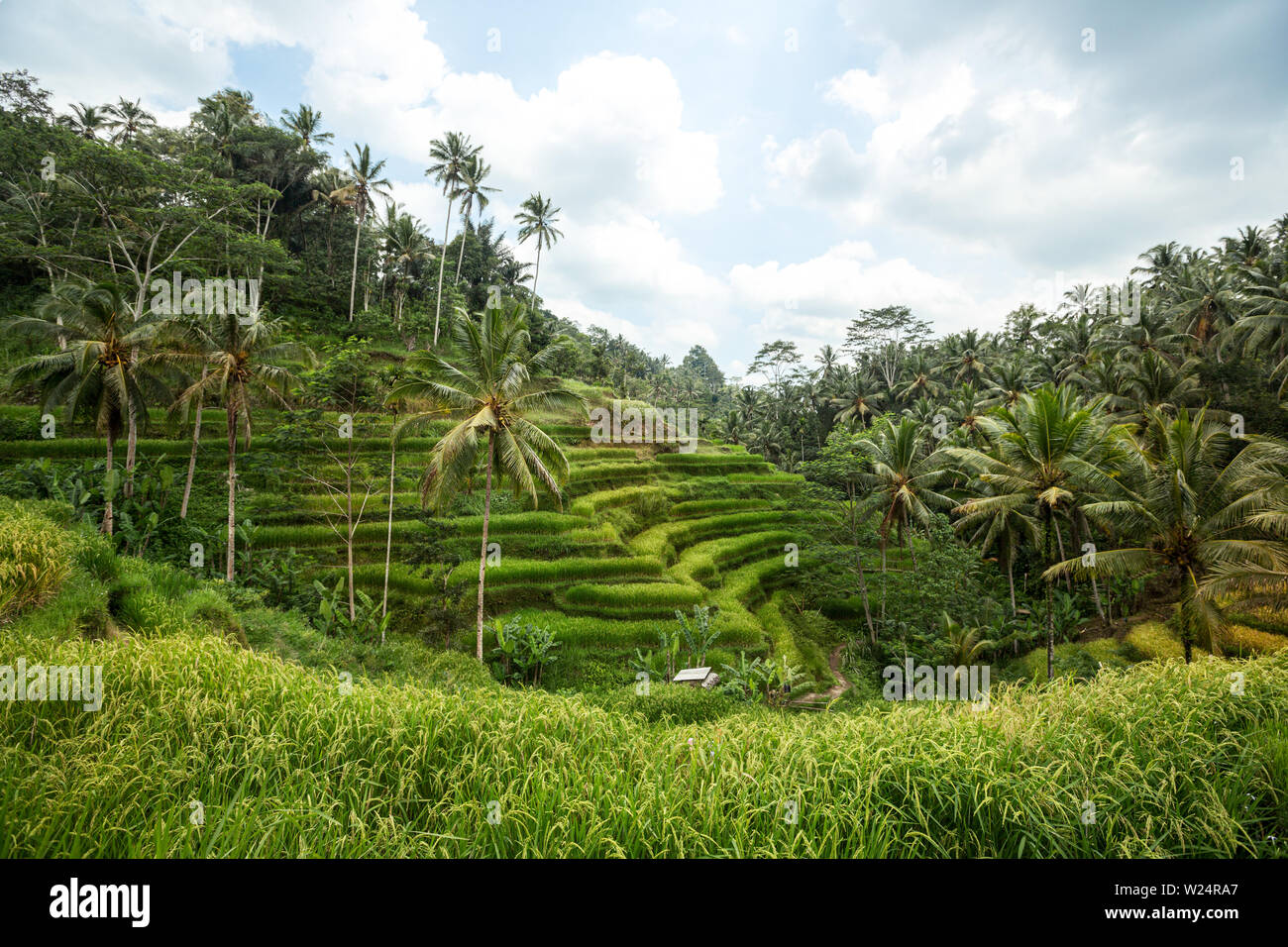 typical growing rice Asian landscape Stock Photo - Alamy