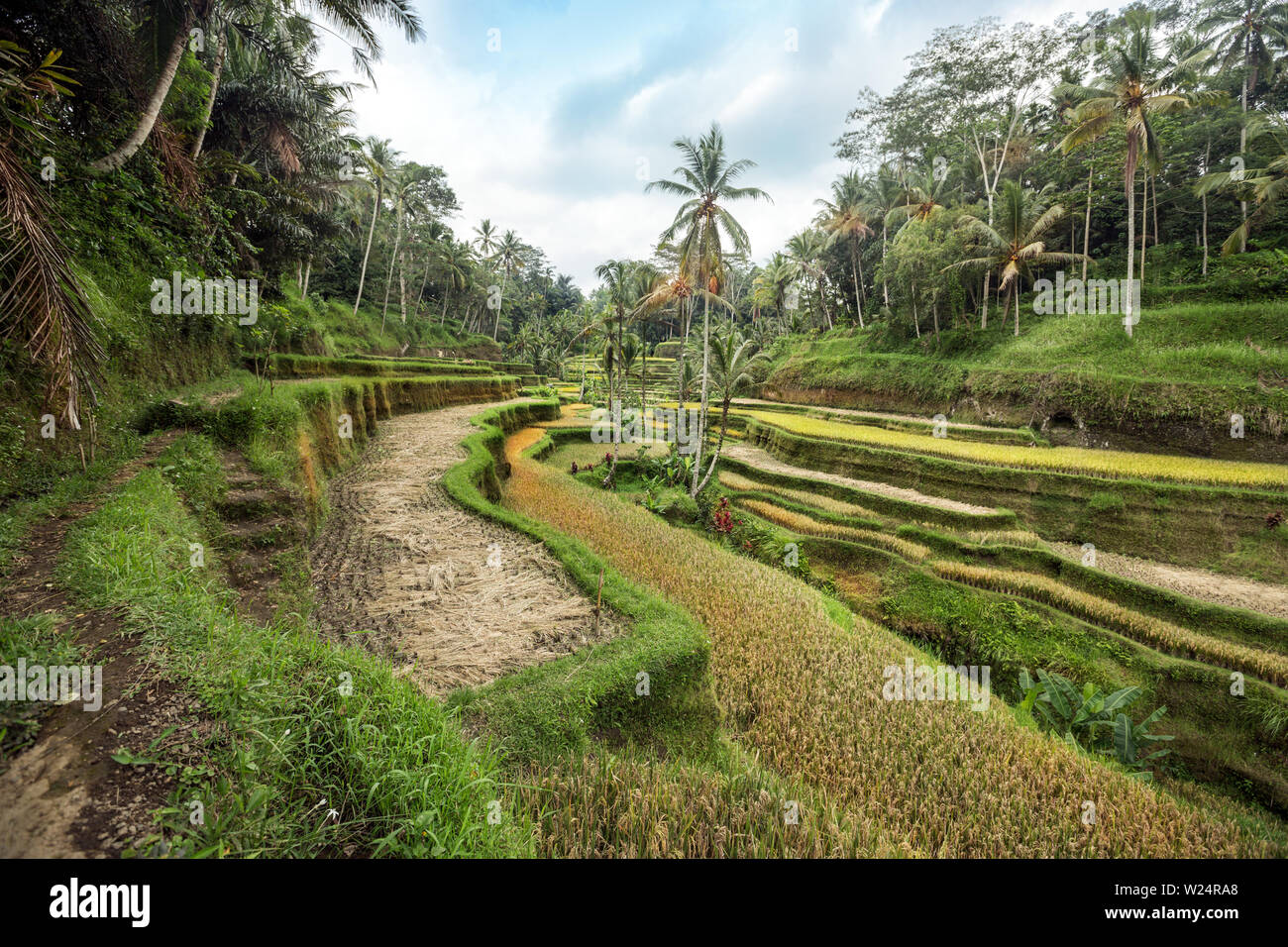 harvested rice fields with the dried stalks Stock Photo - Alamy