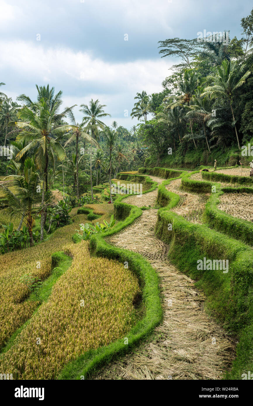 Green terrace rice fields in Ubud, Bali Stock Photo - Alamy