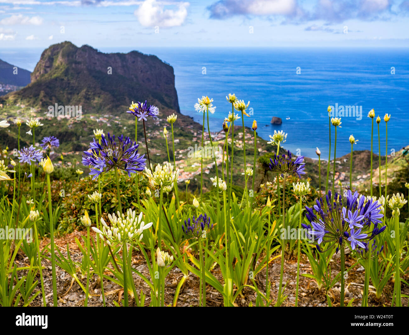 Madeira flowers in the Northern Coast Stock Photo - Alamy