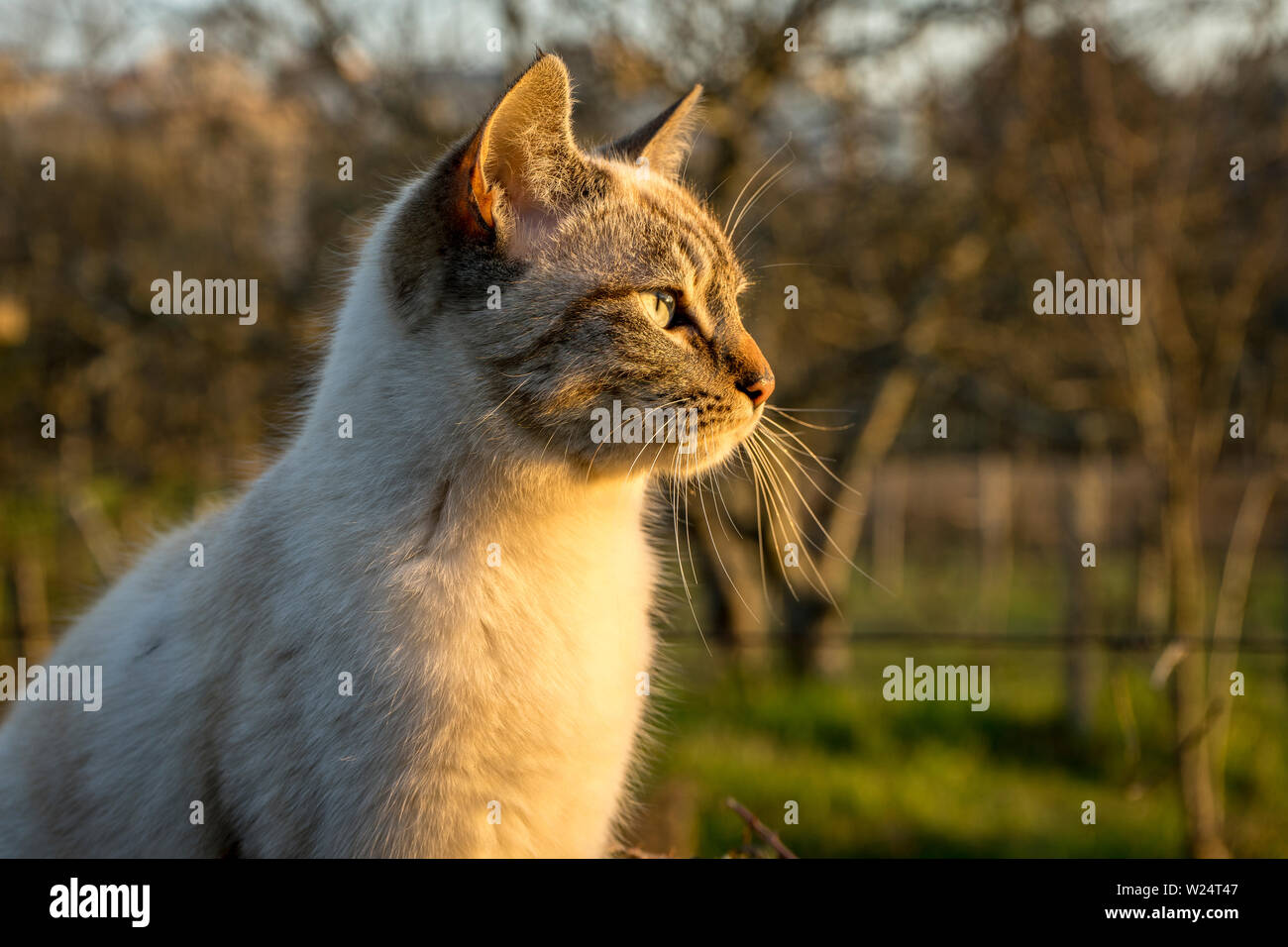Soft looking away hi-res stock photography and images - Alamy