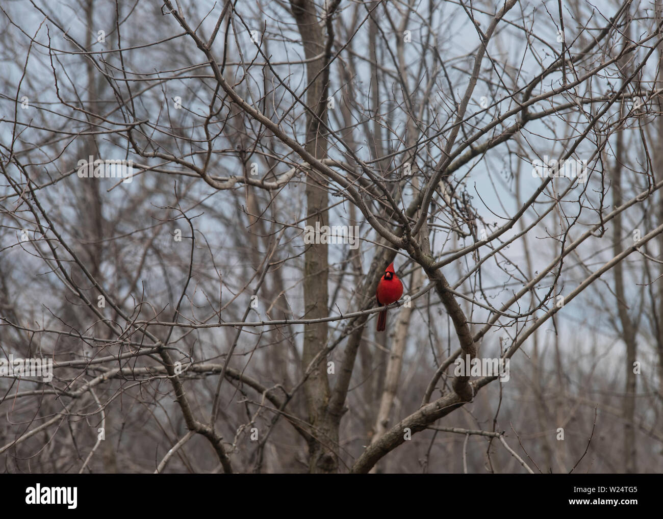 Cardinal sitting in tree hi-res stock photography and images - Alamy