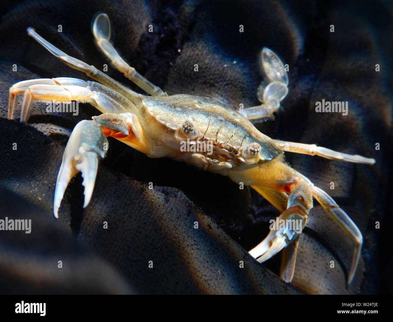 To pinch crab hi-res stock photography and images - Alamy