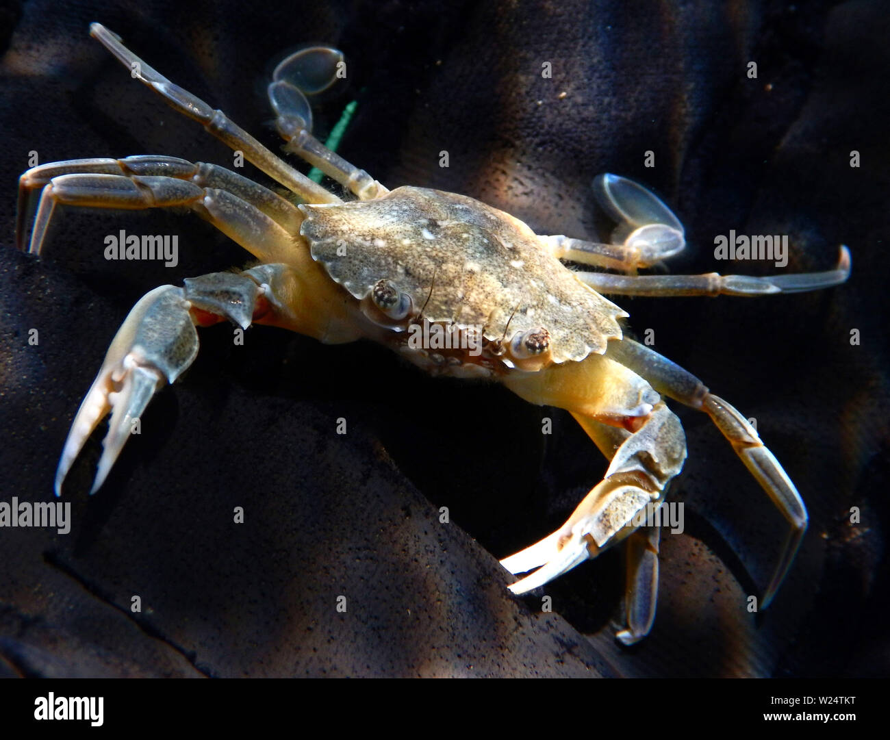 Crab swimming hi-res stock photography and images - Alamy