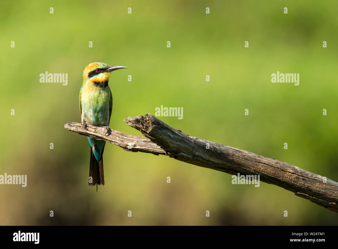 An Australian Rainbow Bee-eater. The Rainbow Bee-eater is Australia's ...