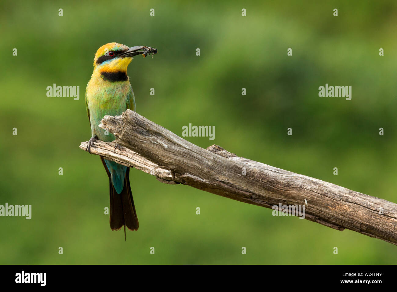 An Australian Rainbow Bee-eater. The Rainbow Bee-eater is Australia's ...