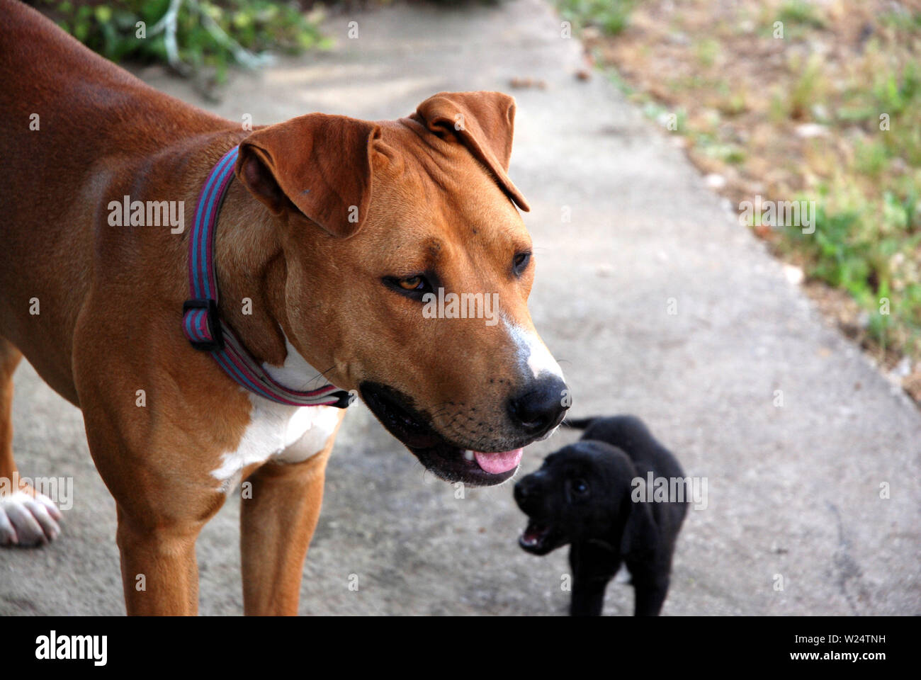 a young american female pit bull terrier dog lovingly takes care of ...