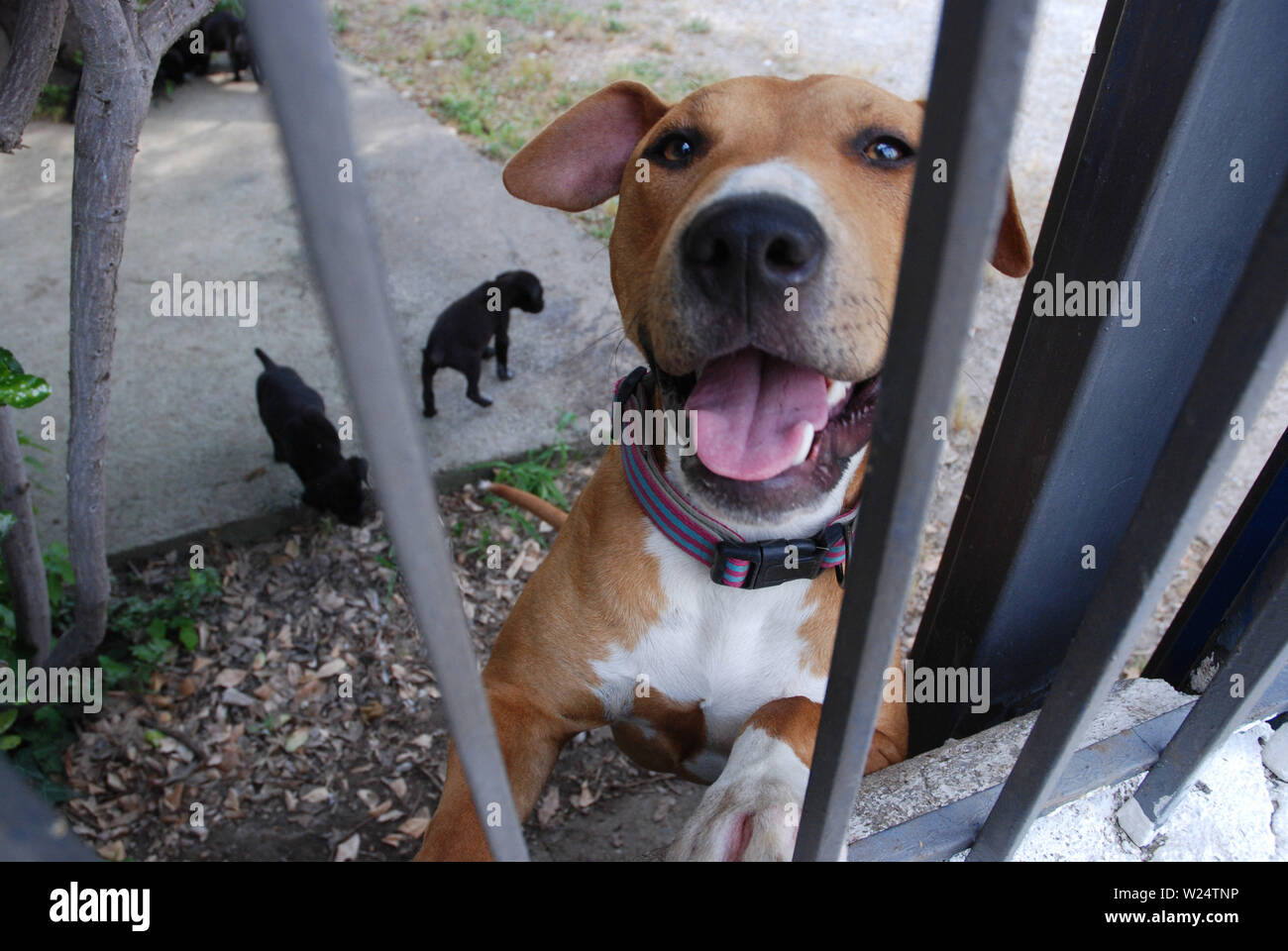 a young american female pit bull terrier dog lovingly takes care of ...