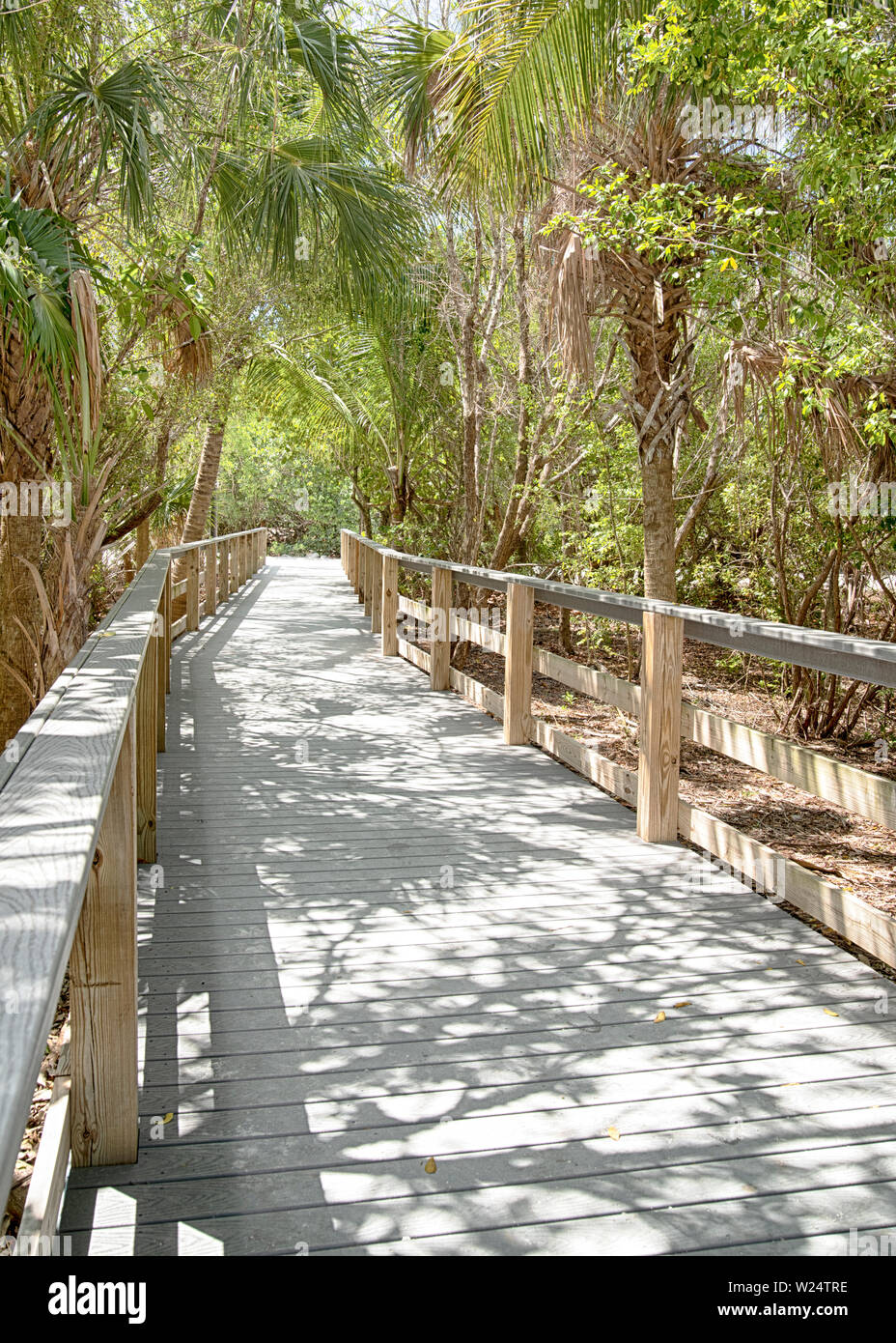 Boardwalk thru the palm trees Stock Photo - Alamy