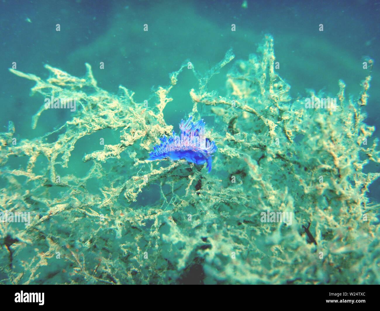 some colorful specimens of nudibranchs sea slug flabellina affinis meet by sneaking through the ...