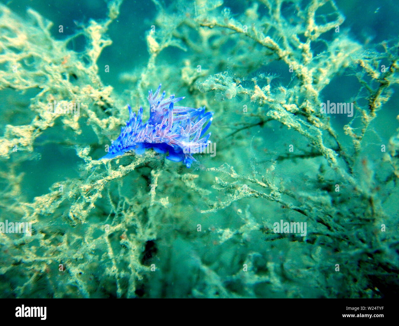 some colorful specimens of nudibranchs sea slug flabellina affinis meet by sneaking through the ...