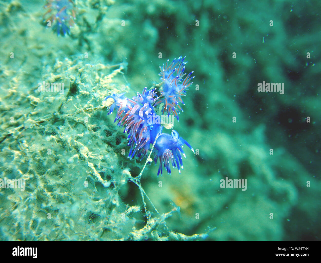 some colorful specimens of nudibranchs sea slug flabellina affinis meet by sneaking through the ...