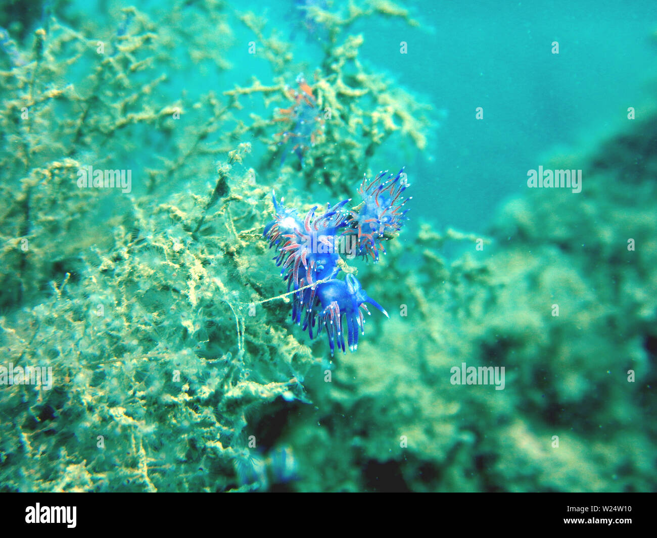 some colorful specimens of nudibranchs sea slug flabellina affinis meet by sneaking through the ...