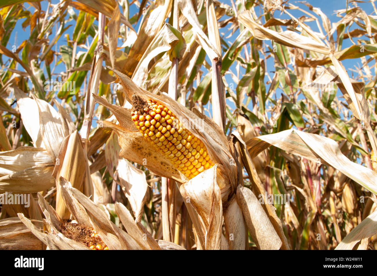 Husk of corn hi-res stock photography and images - Alamy