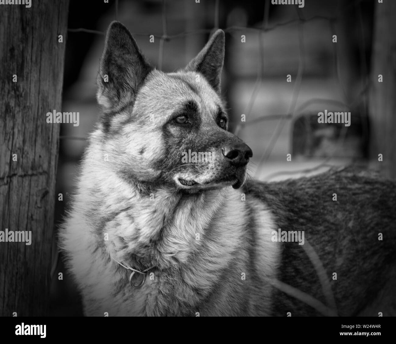 Black German Shepherd Guard Dog