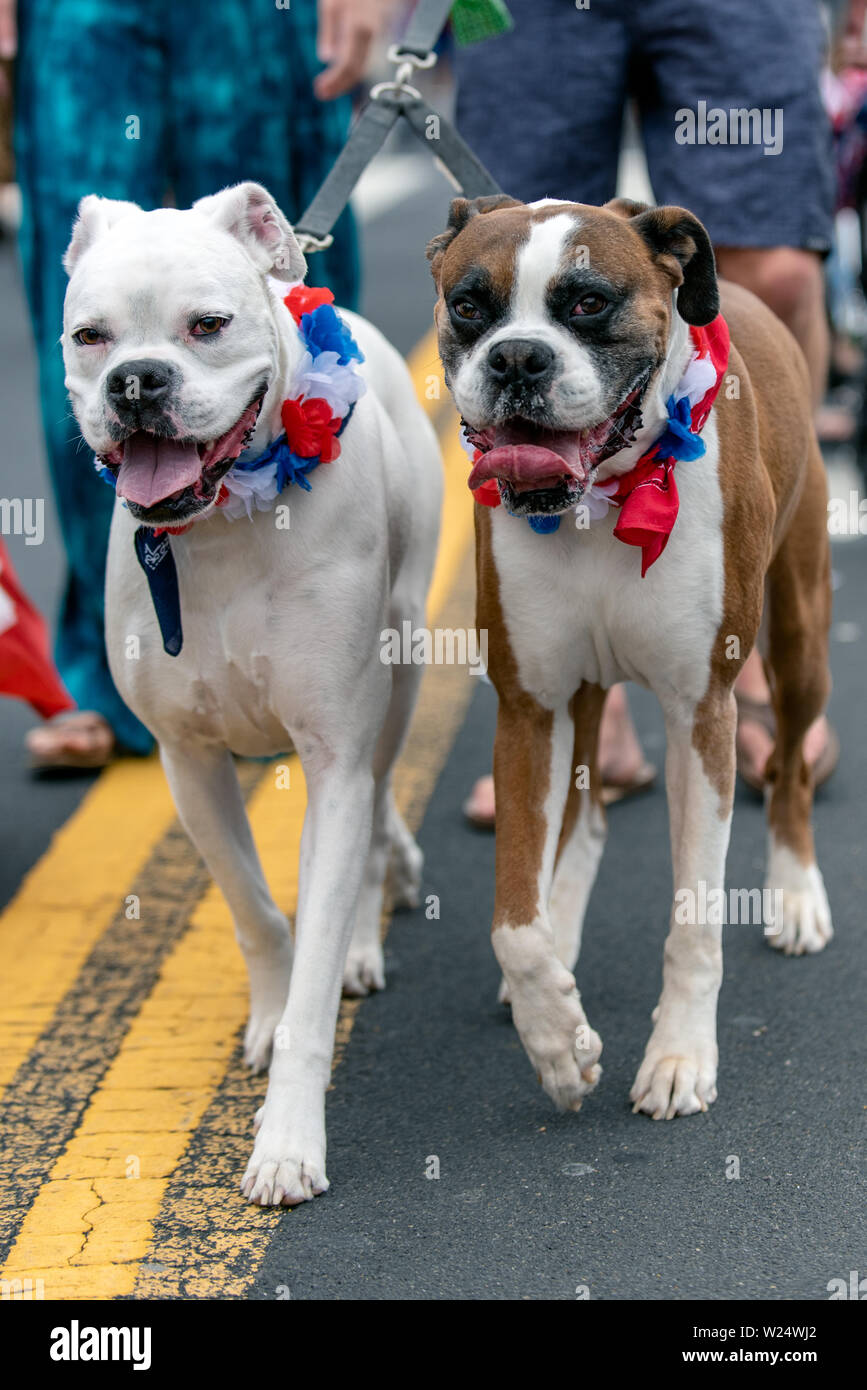 Blue Boxer Dog