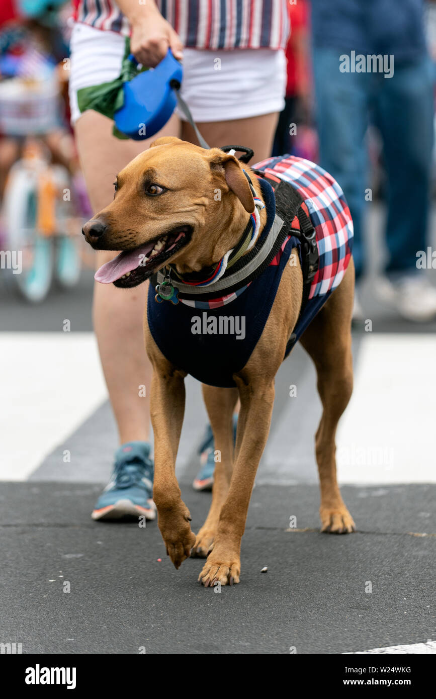Vizsla holiday hi-res stock photography and images - Alamy
