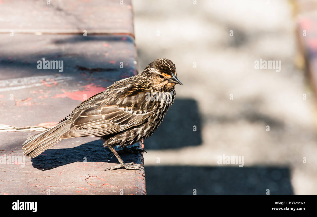 Spotted Brown Plumage High Resolution Stock Photography and Images - Alamy