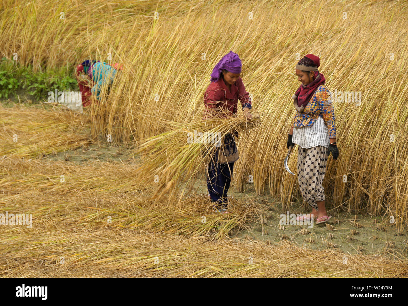 Farmers harvesting rice in rural Nepal Stock Photo - Alamy
