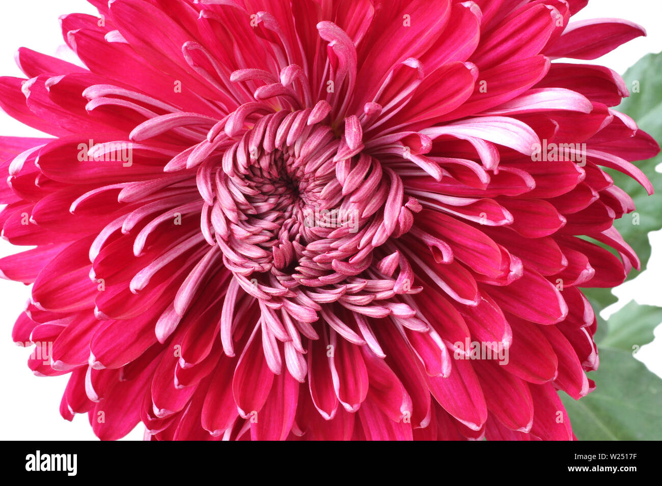 Big magenta chrysanthemum flower on white background Stock Photo - Alamy