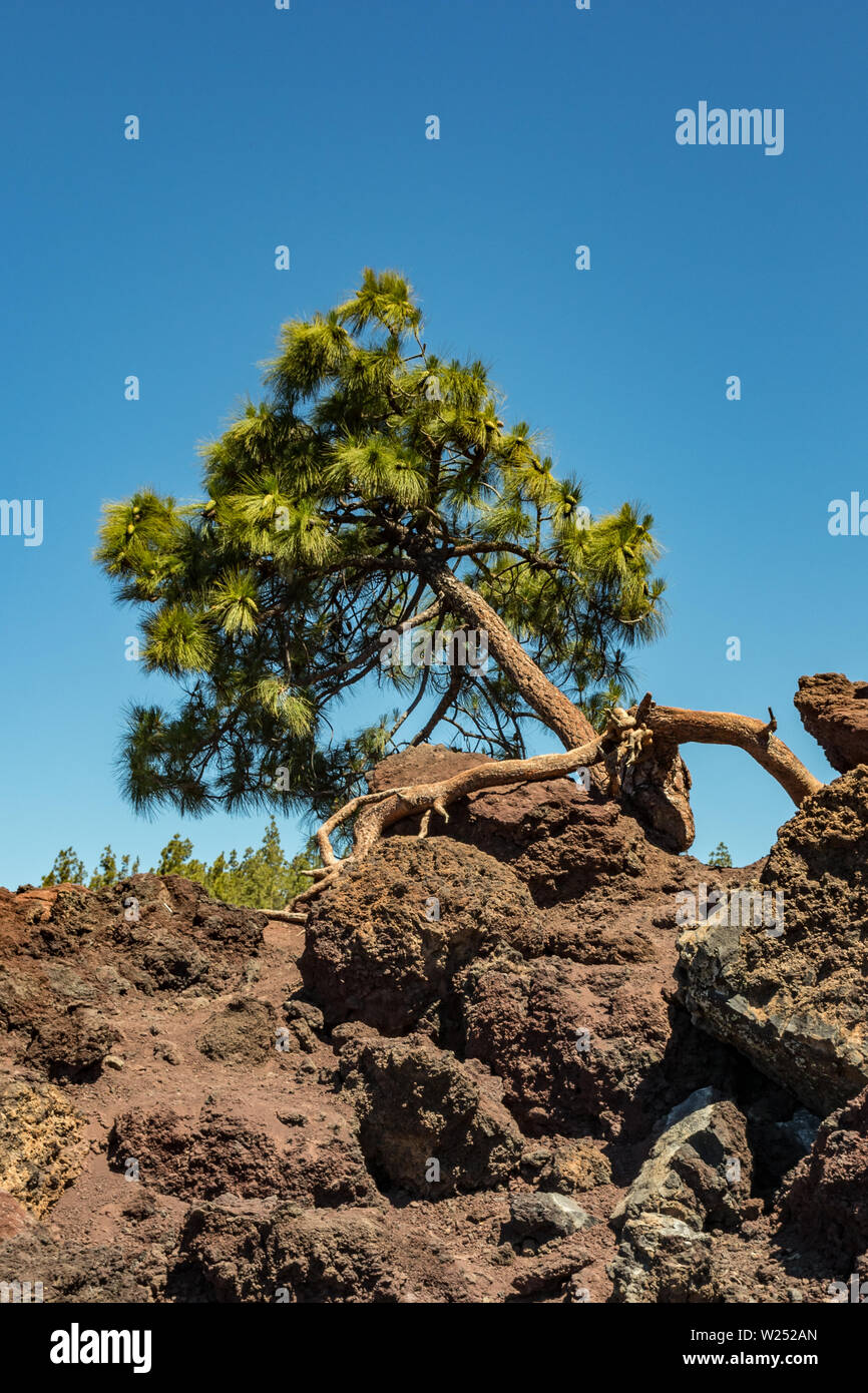 Leaning pine tree hi-res stock photography and images - Alamy