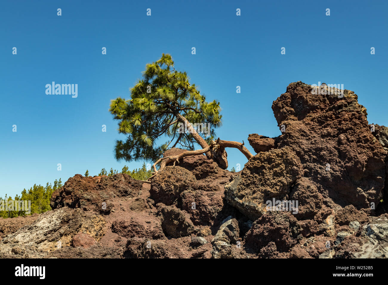 Leaning pine tree hi-res stock photography and images - Alamy
