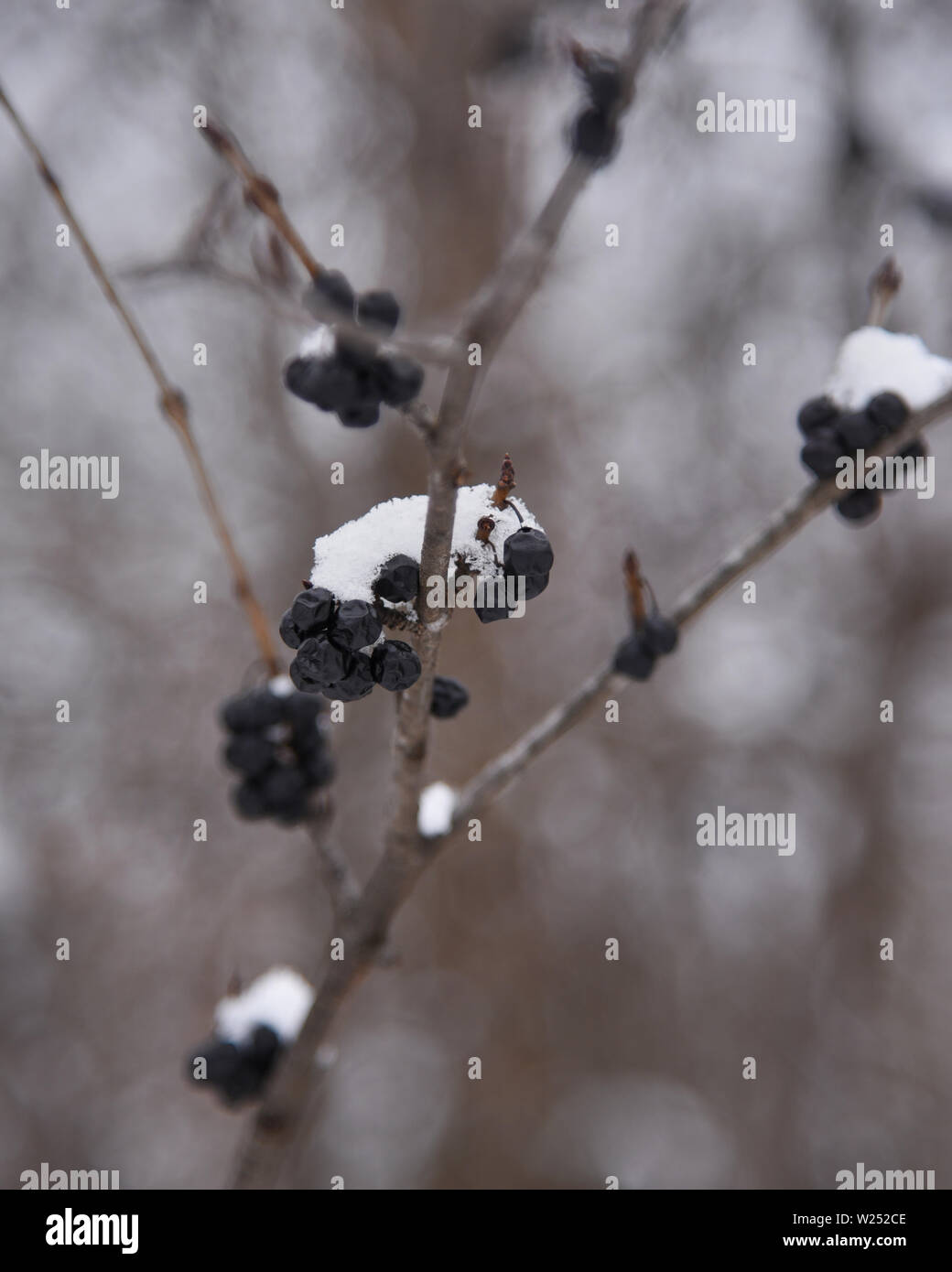 Berry in Winter Stock Photo - Alamy
