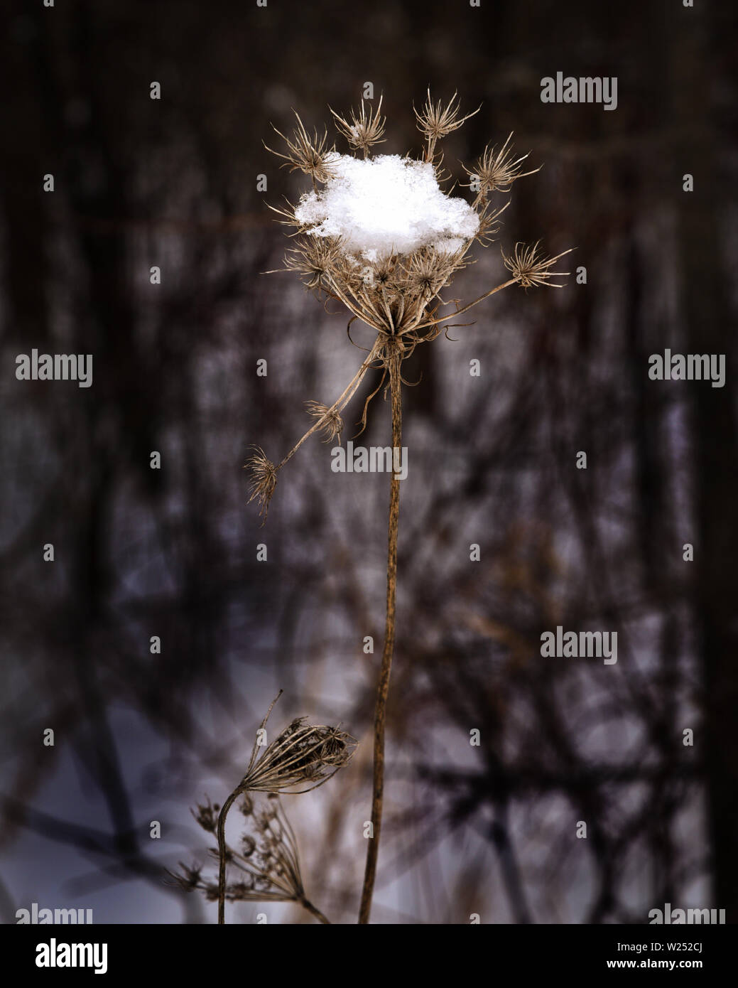 Dead plant in Winter Stock Photo - Alamy