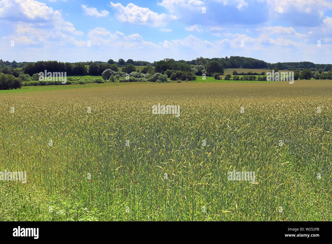 Beautiful view on agricultural crop and wheat fields on a sunny summer ...