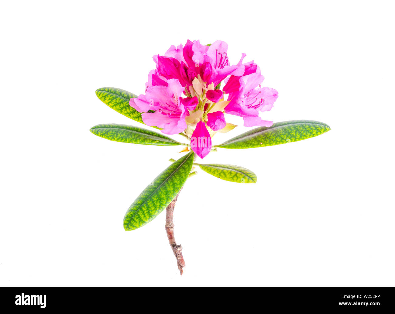 Pink rhododendron flower with green leaves isolated on white background ...
