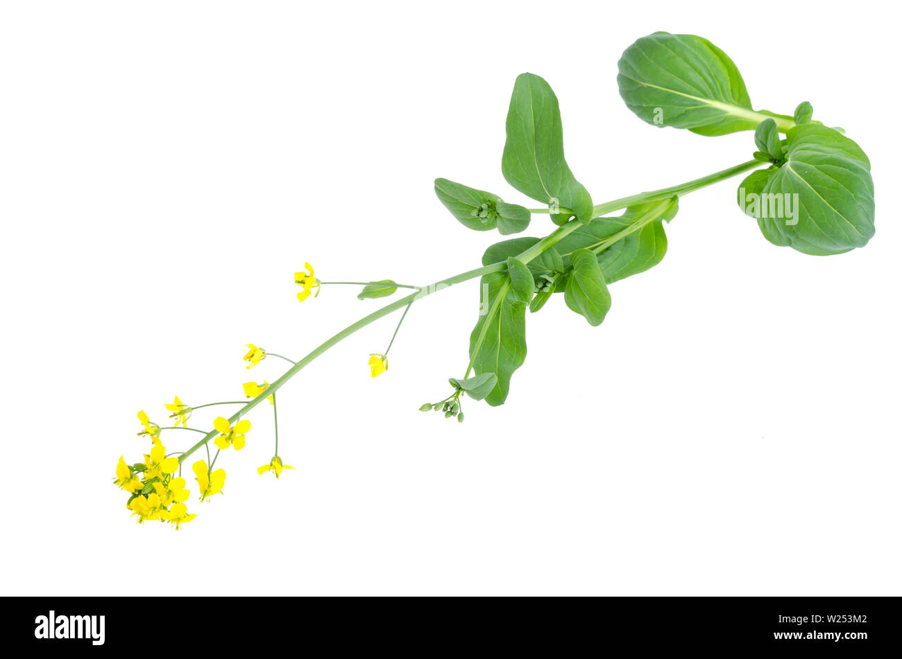 Field of yellow flowers Cut Out Stock Images & Pictures - Alamy