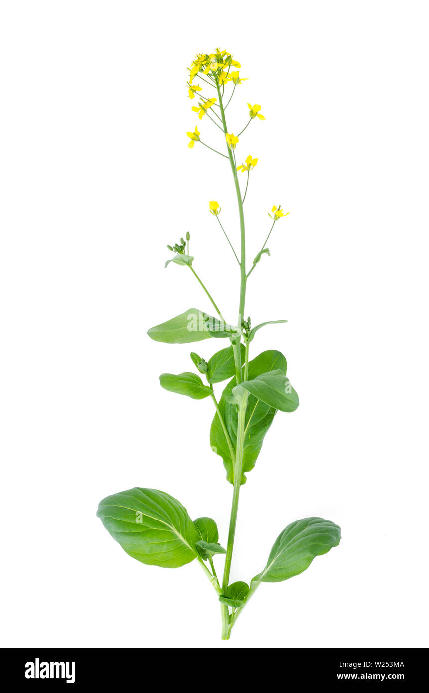 Field mustard yellow flowers plants Cut Out Stock Images & Pictures - Alamy