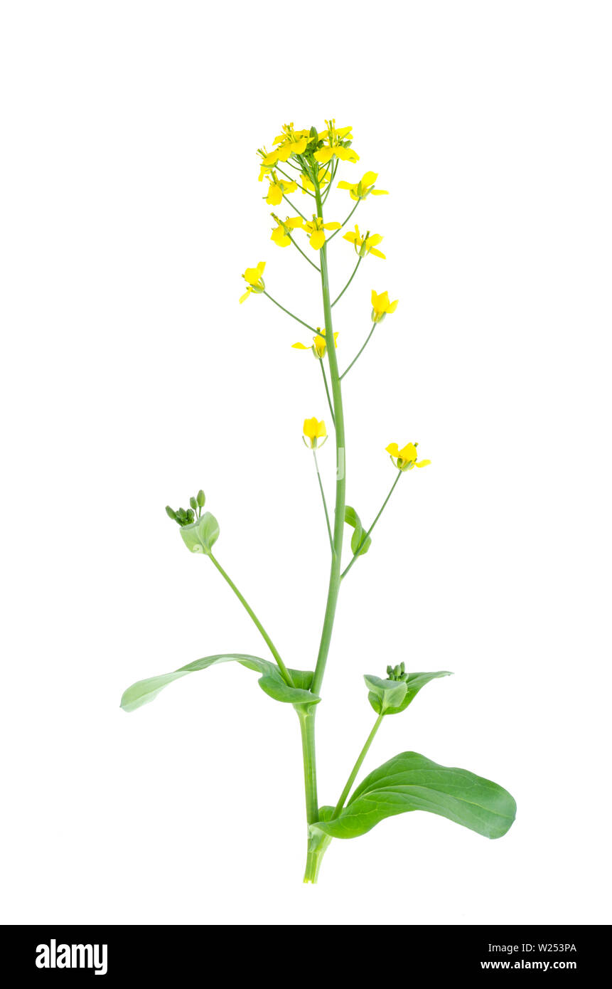 Yellow flower on stem of garden cabbage Stock Photo - Alamy