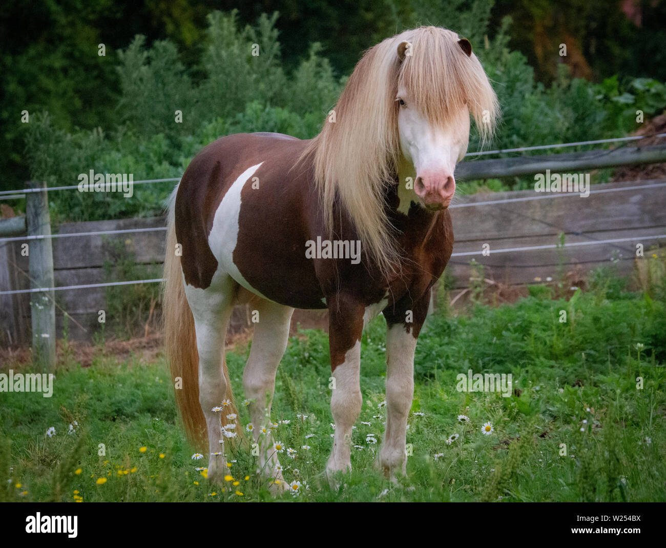 Chestnut splashed white Icelandic stallion Stock Photo - Alamy