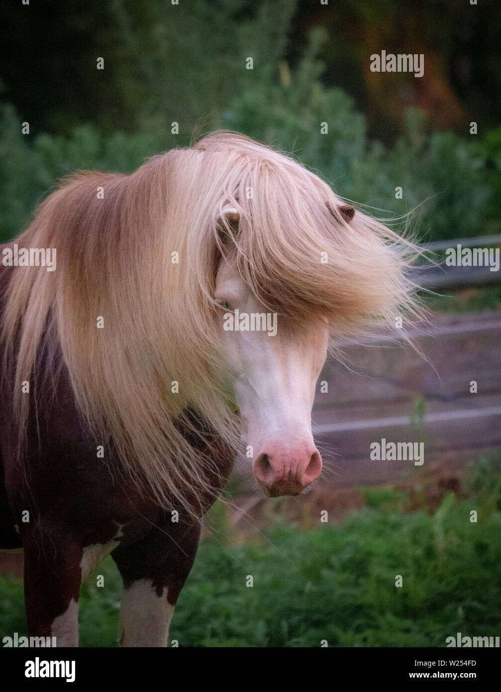 Paint icelandic pony hi-res stock photography and images - Alamy