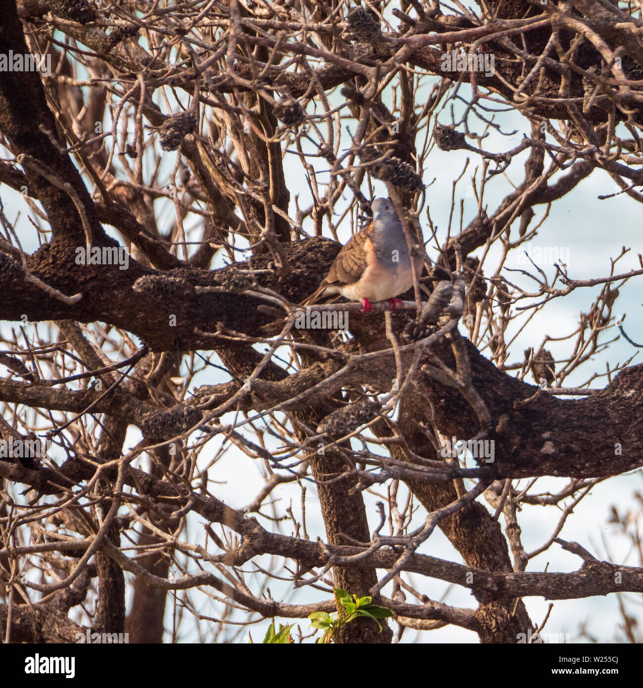 Pigeon hiding in plain sight, in a tree amongst brambly bare branches ...