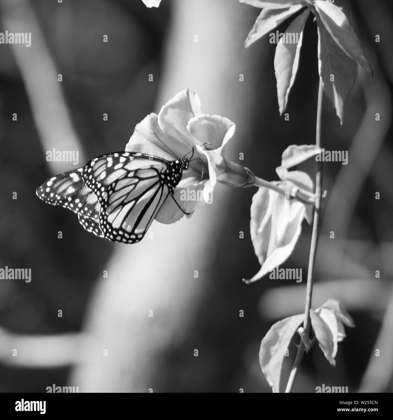 Detailed butterfly wings Black and White Stock Photos & Images - Alamy