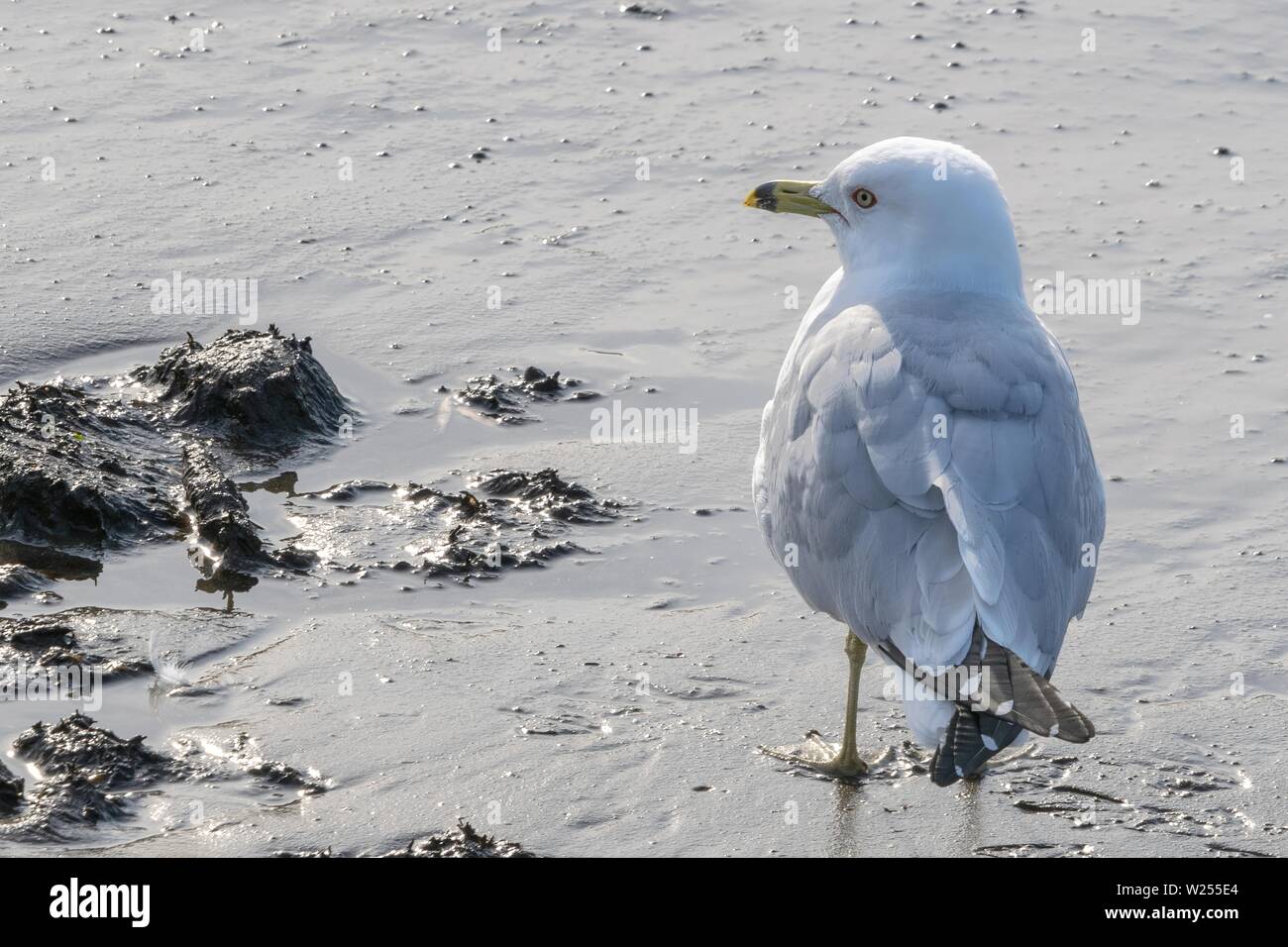 Close up seagulls sky hi-res stock photography and images - Alamy