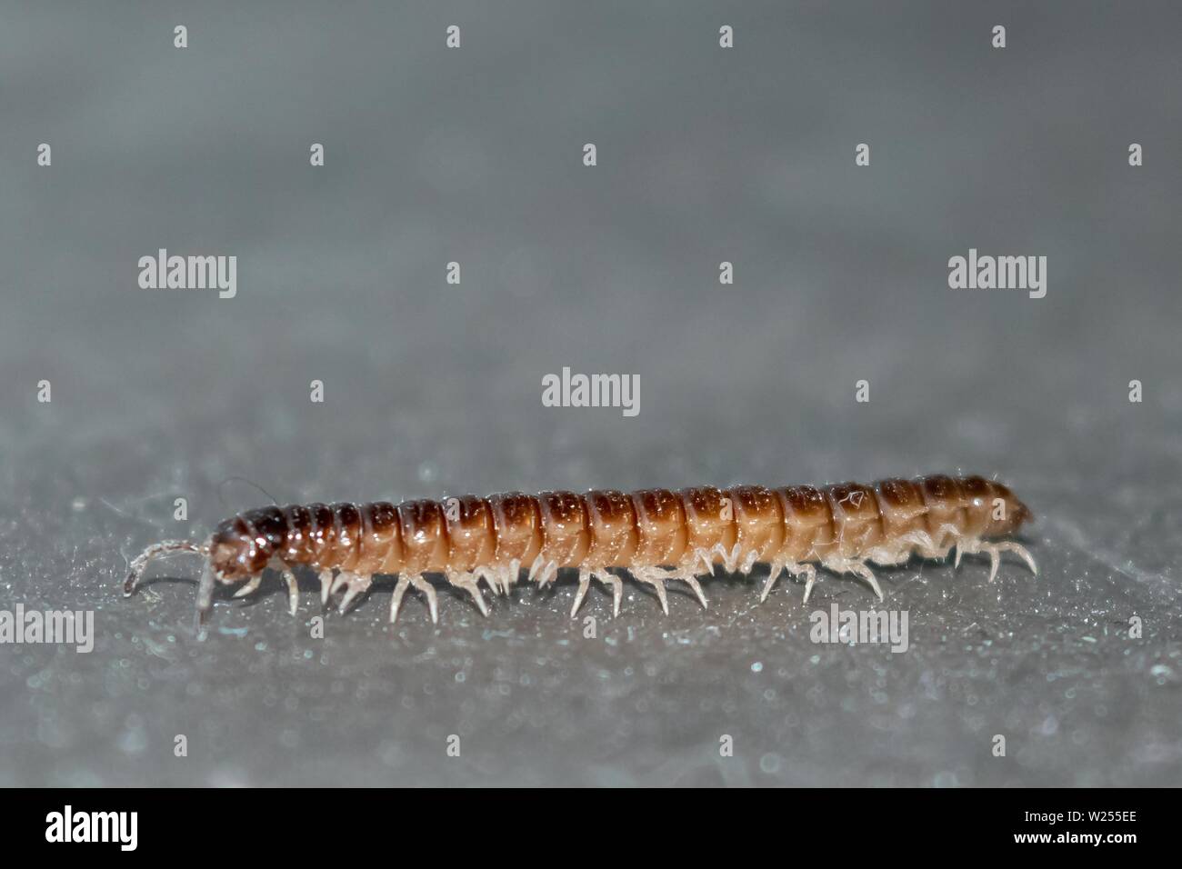 Close-up of a tiny centipede crawling along a concrete floor Stock ...