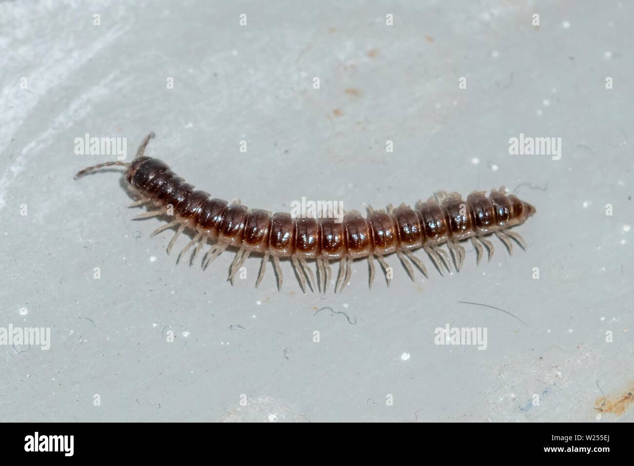 Close-up of a tiny centipede crawling along a concrete floor Stock ...