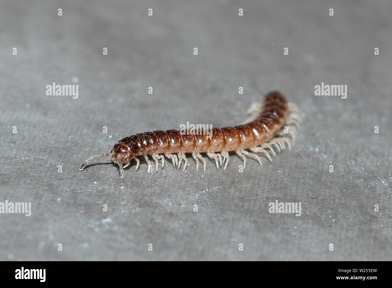 Close-up of a tiny centipede crawling along a concrete floor Stock ...