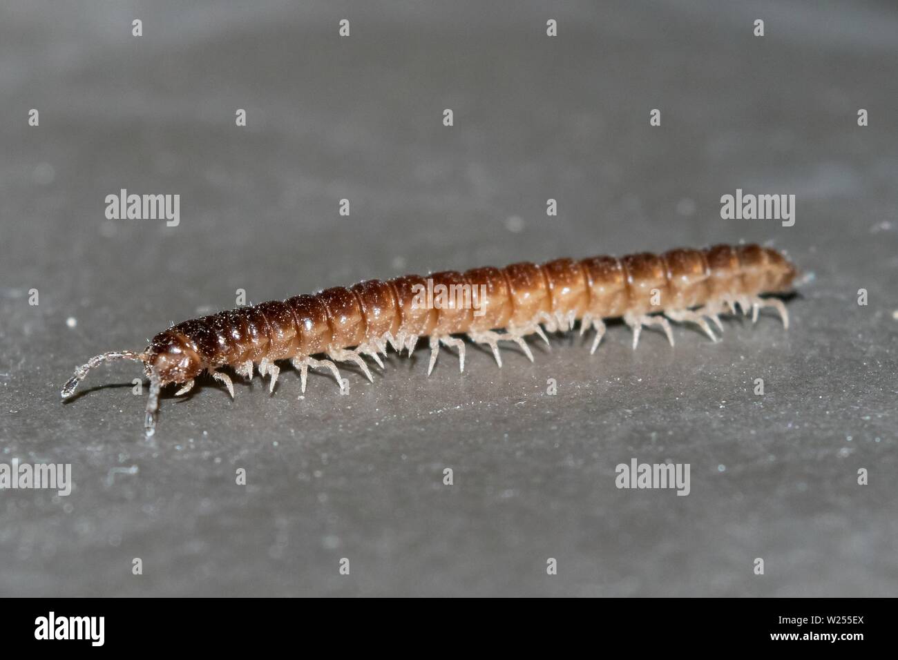 Close-up of a tiny centipede crawling along a concrete floor Stock ...