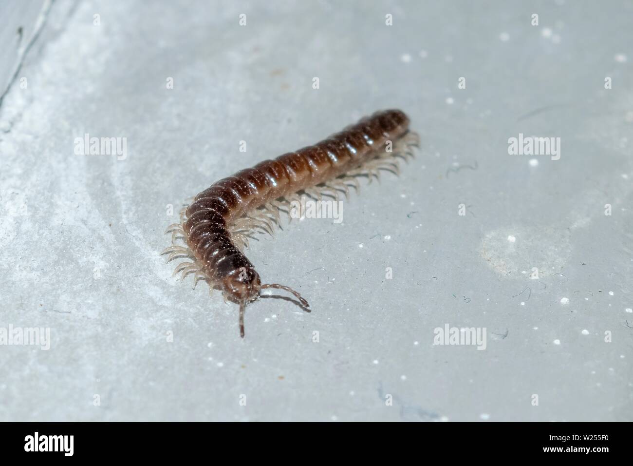 Close-up of a tiny centipede crawling along a concrete floor Stock ...
