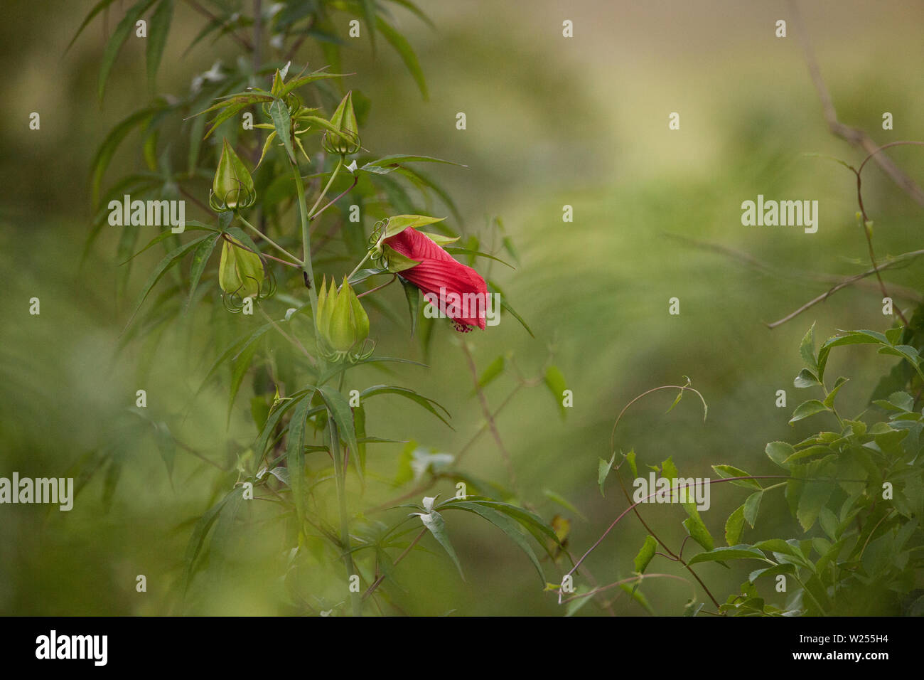 Red swamp hibiscus hibiscus coccineus grows in the Corkscrew Swamp in ...