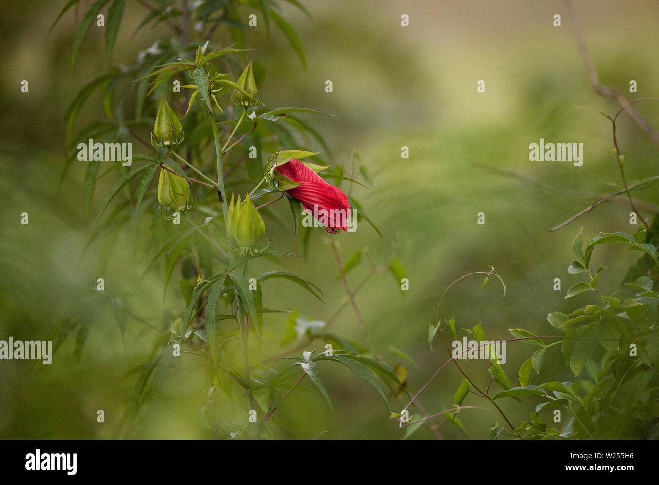 Red swamp hibiscus hibiscus coccineus grows in the Corkscrew Swamp in ...